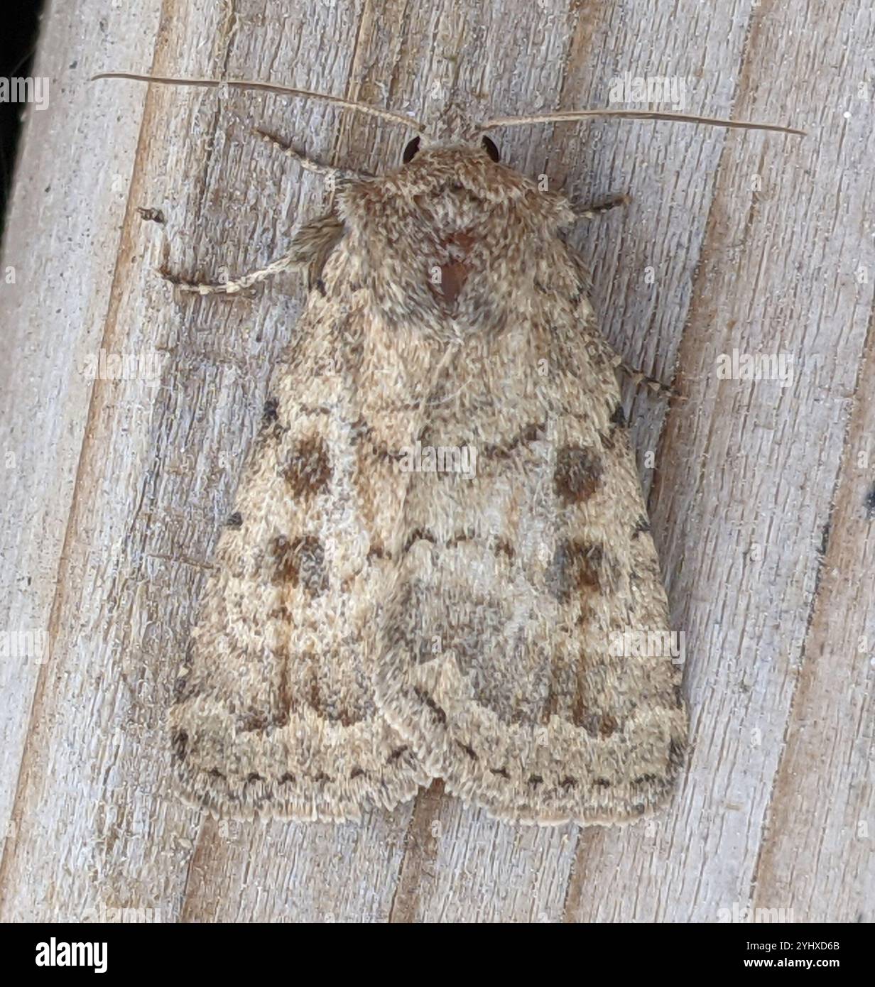 Mottled Rustic (Caradrina morpheus Stock Photo - Alamy