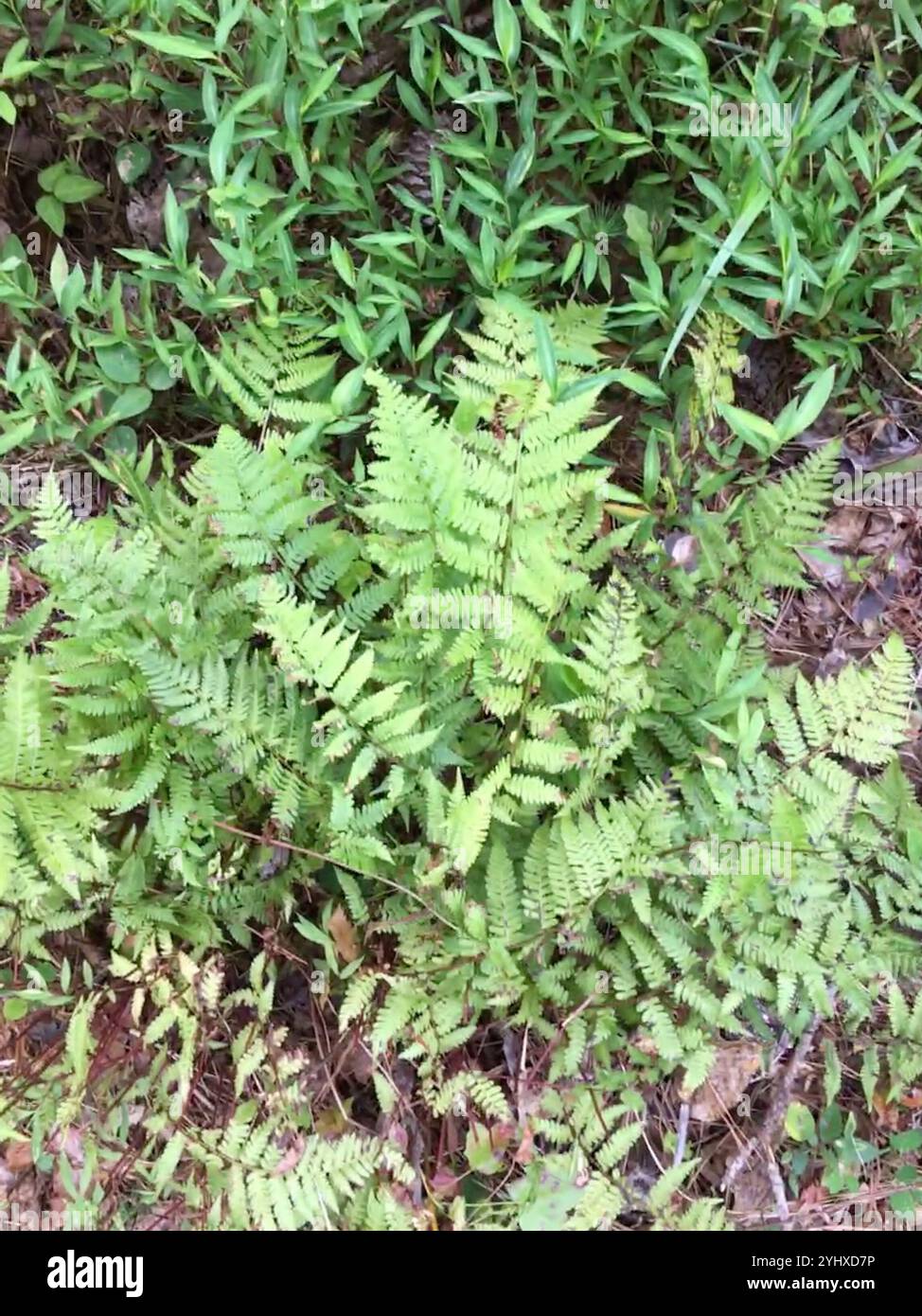 southern lady fern (Athyrium asplenioides Stock Photo - Alamy