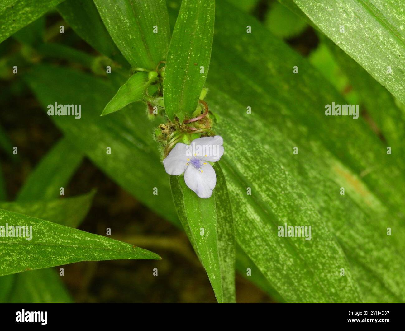 Zigzag Spiderwort (Tradescantia subaspera Stock Photo - Alamy