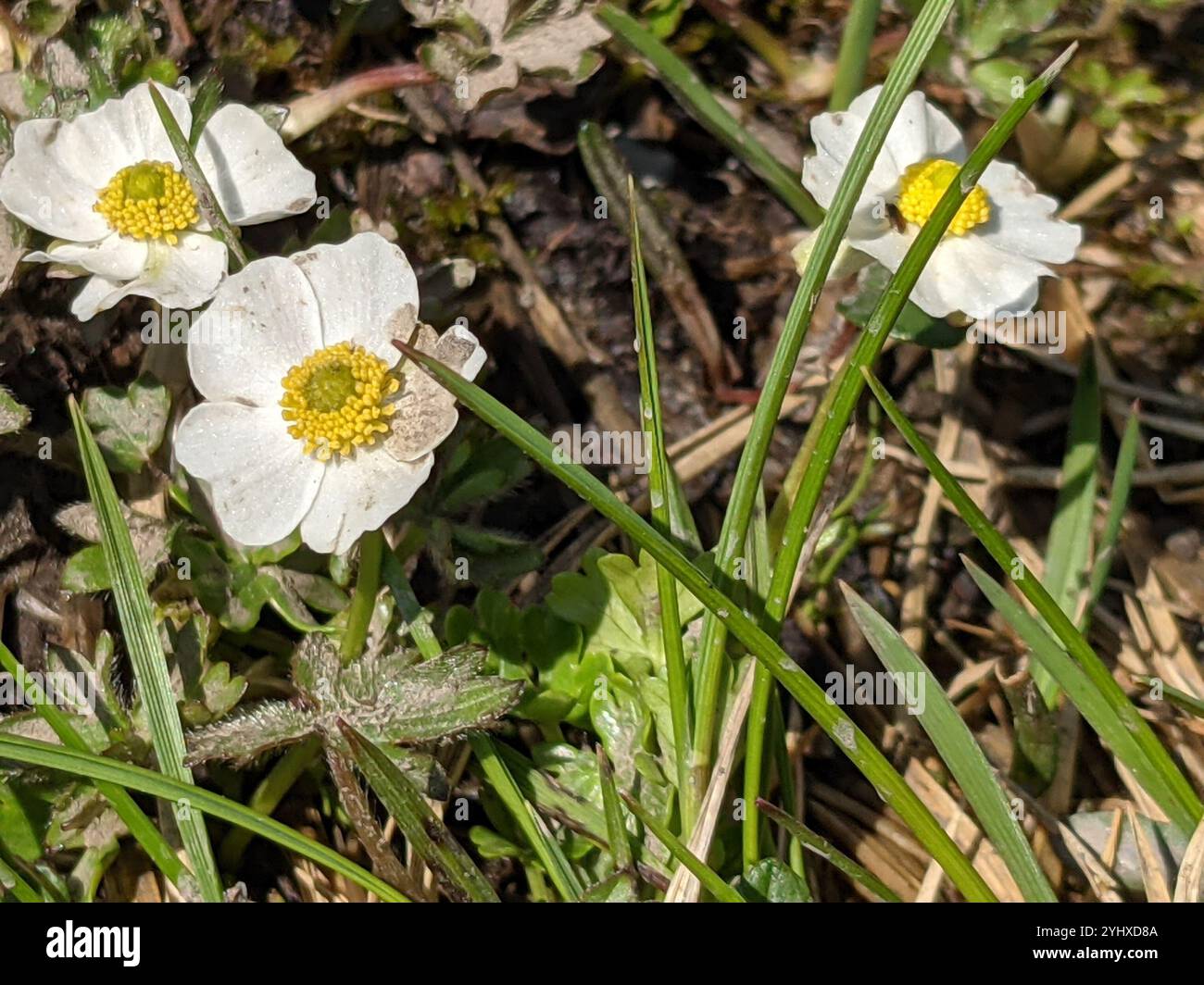 Alpine Crowfoot (Ranunculus alpestris Stock Photo - Alamy