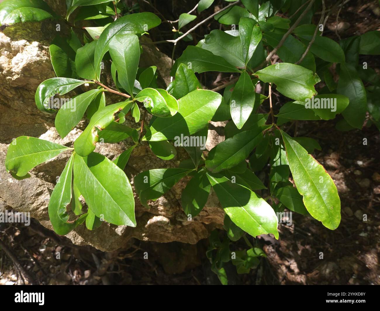 Swamp titi hi-res stock photography and images - Alamy