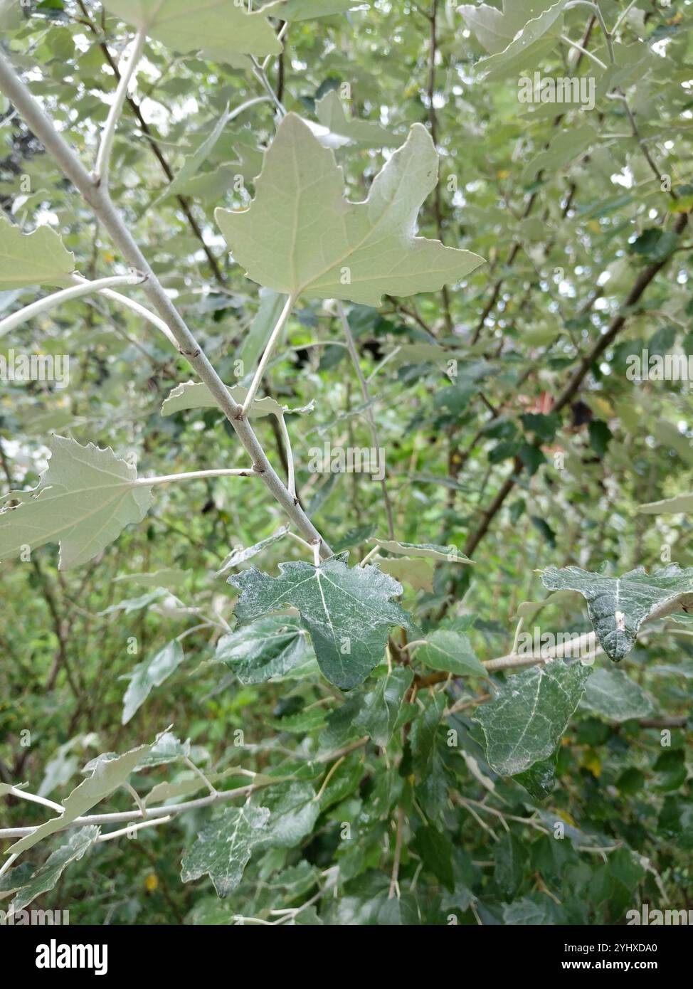 white poplar (Populus alba Stock Photo - Alamy