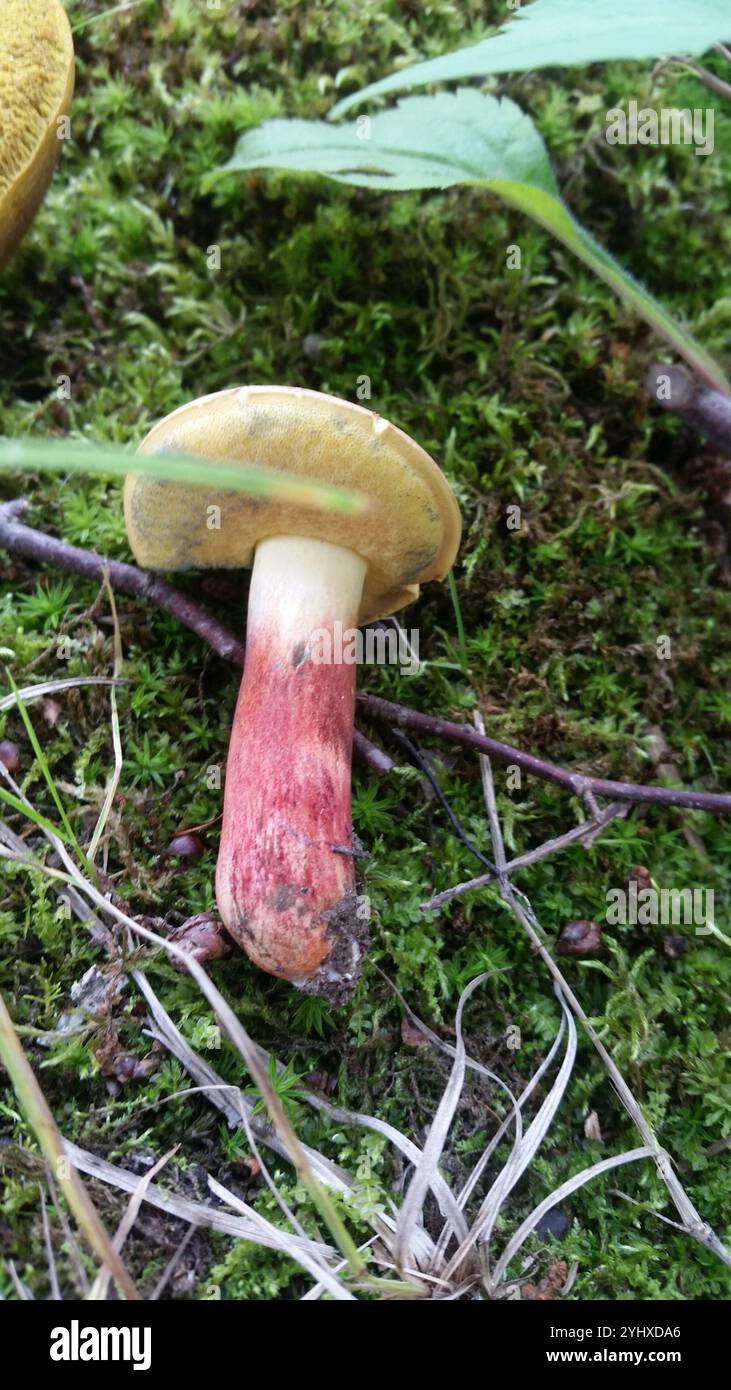 Bouillon Bolete (Lanmaoa pallidorosea Stock Photo - Alamy