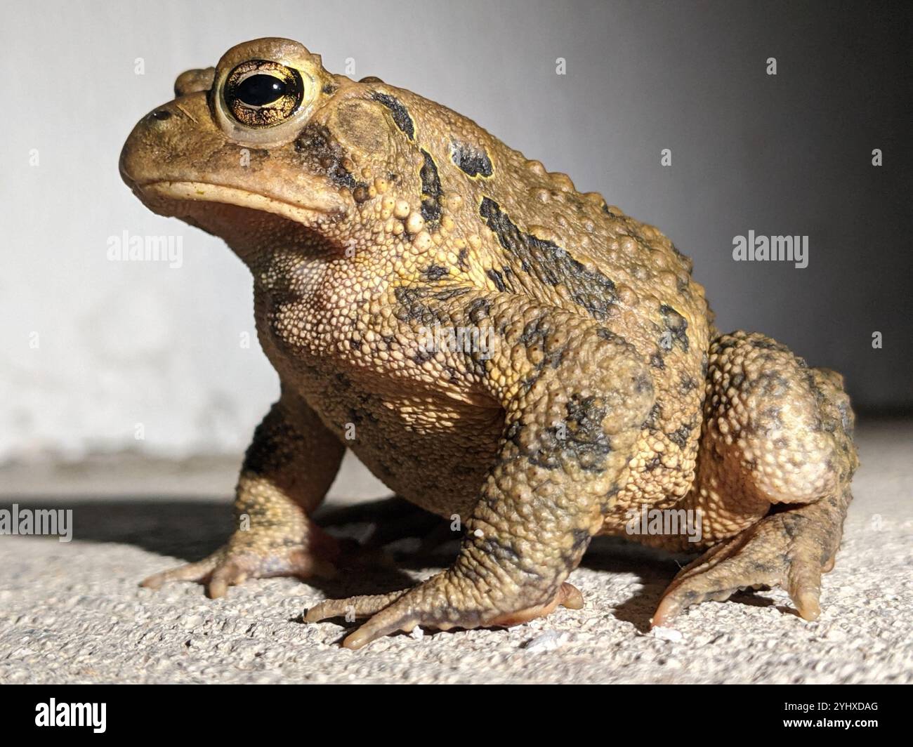 American Toad (Anaxyrus americanus Stock Photo - Alamy