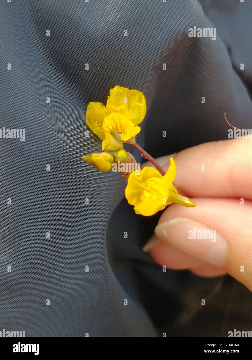 Utricularia neglecta hi-res stock photography and images - Alamy