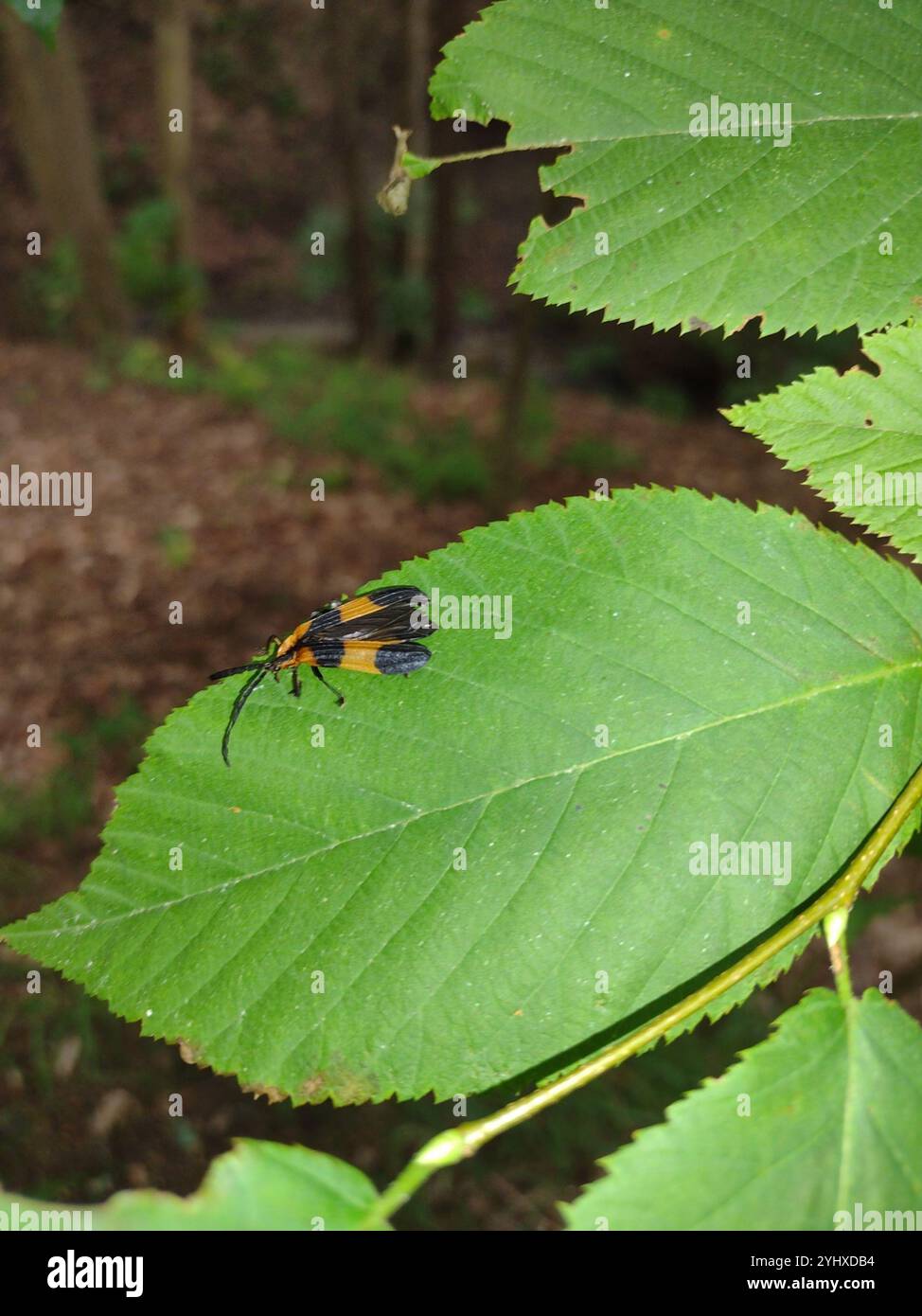 Reticulated net winged beetle hi-res stock photography and images - Alamy