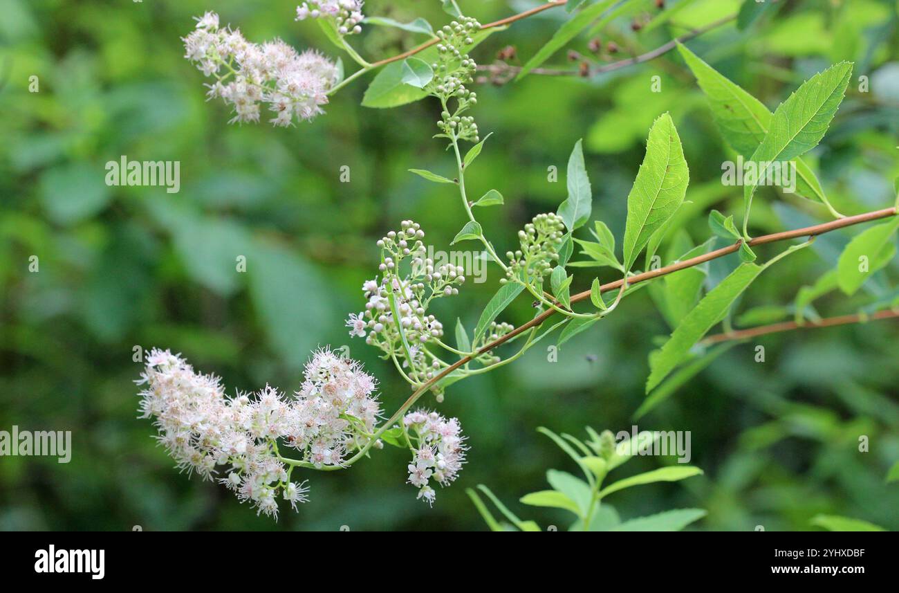 white meadowsweet (Spiraea alba Stock Photo - Alamy