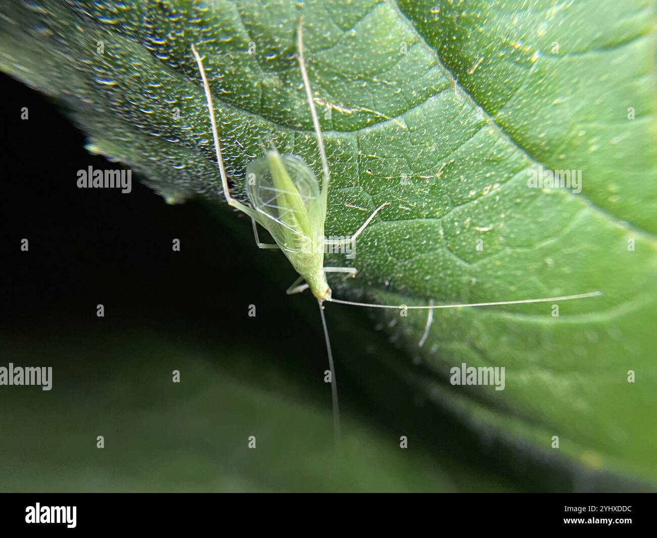 Common Tree Crickets (Oecanthus Stock Photo - Alamy