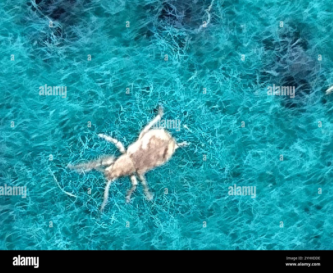 Peach Root Weevil (Pseudoedophrys hilleri Stock Photo - Alamy