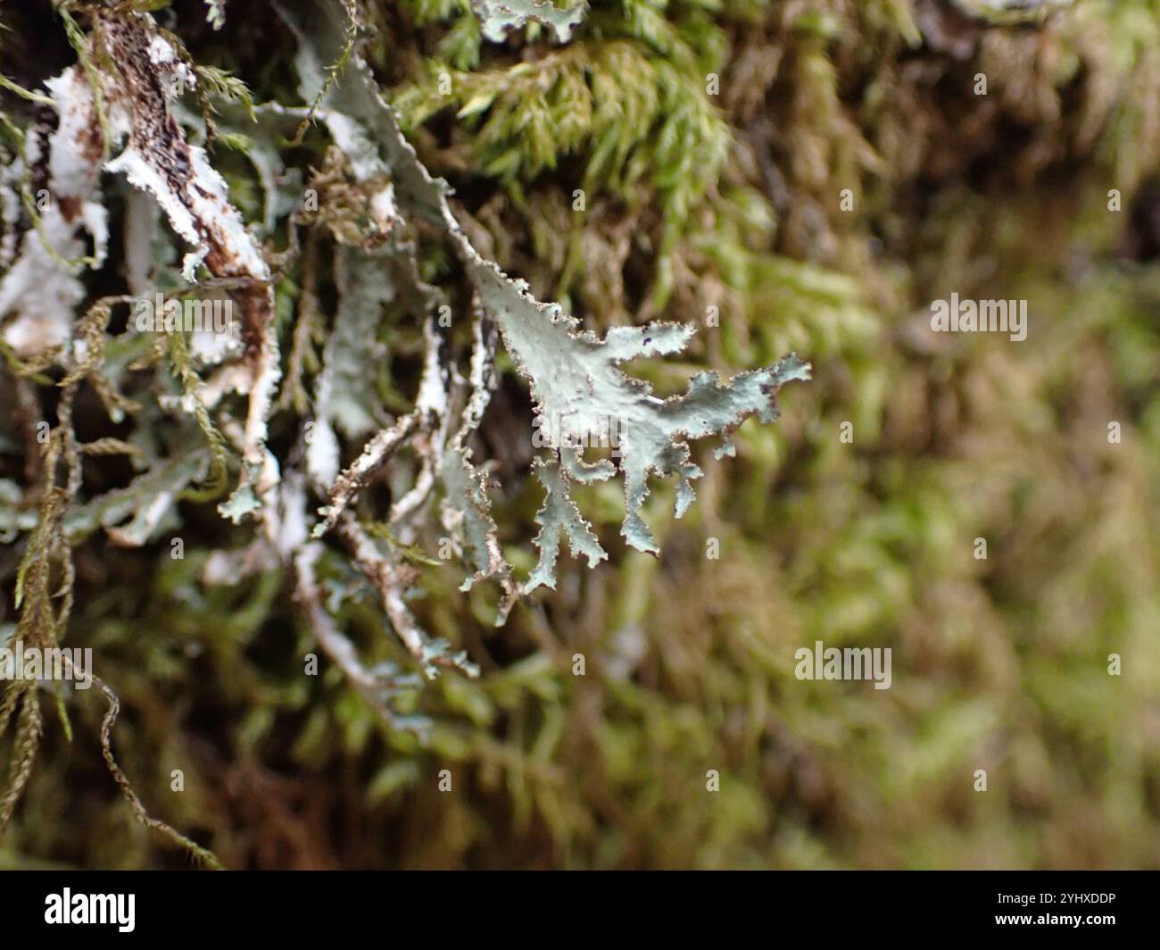common lichens (Lecanoromycetes Stock Photo - Alamy