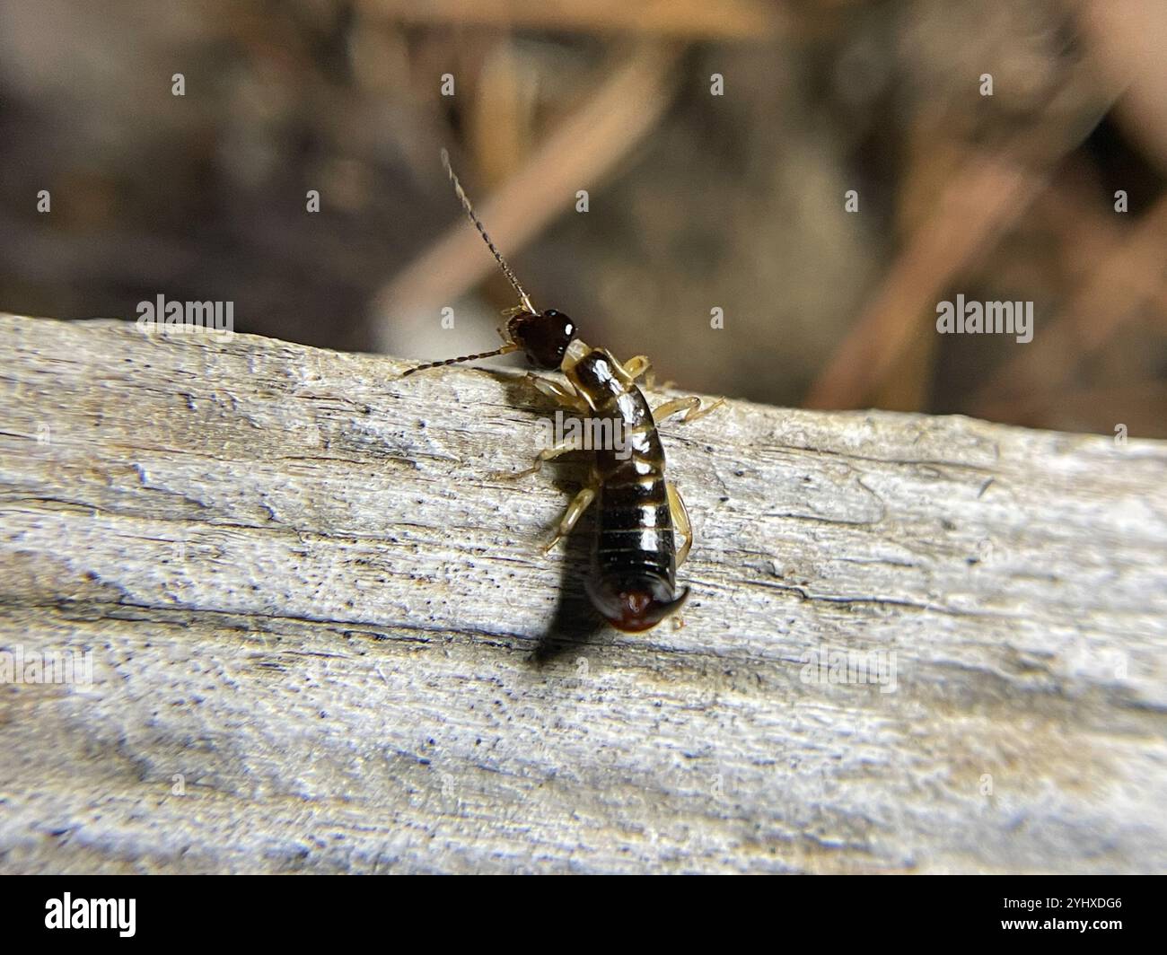 Euborellia annulipes hi-res stock photography and images - Alamy