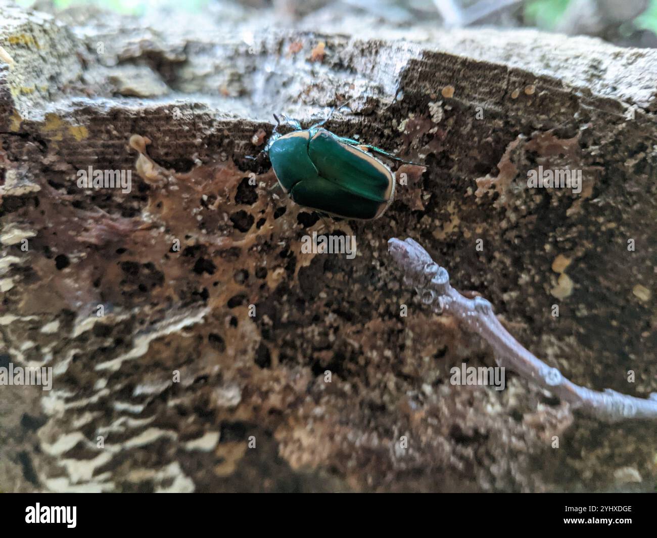 Common Green June Beetle (Cotinis nitida Stock Photo - Alamy