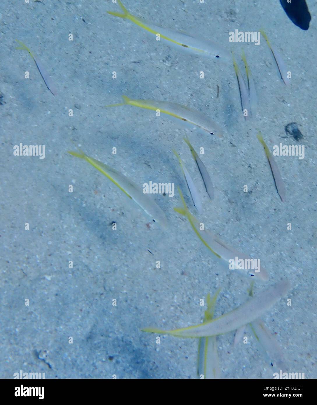 Yellowstripe Goatfish (Mulloidichthys flavolineatus Stock Photo - Alamy
