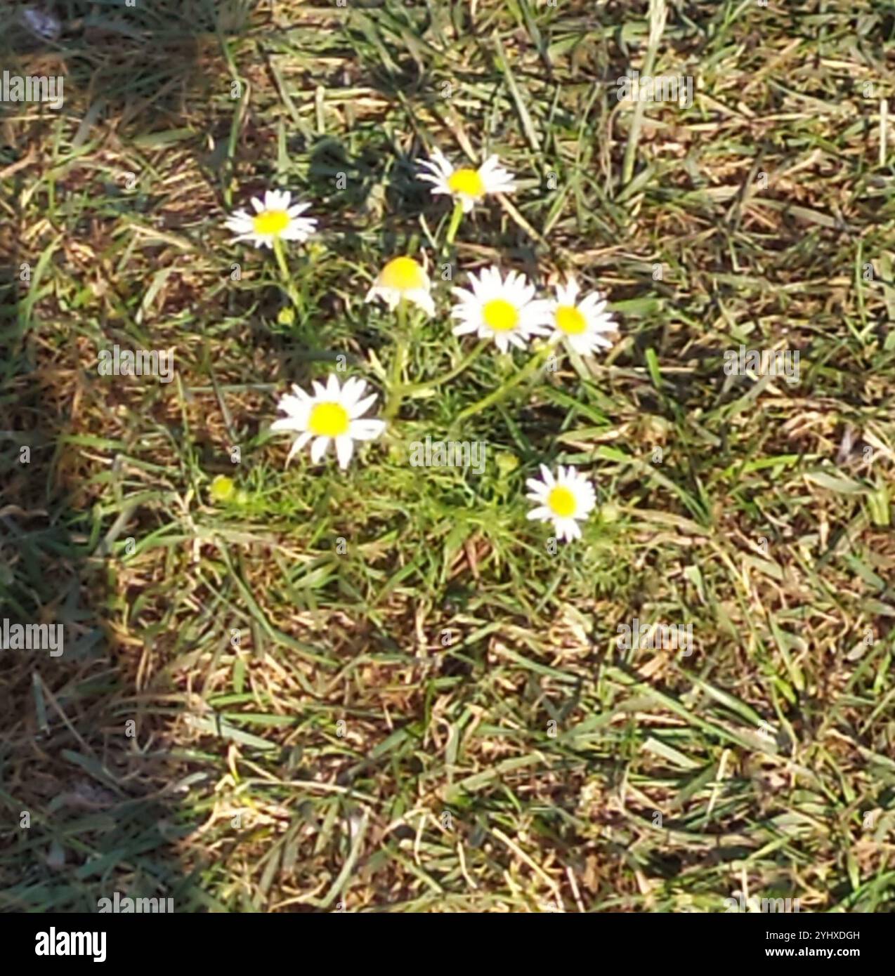 scentless mayweed (Tripleurospermum inodorum Stock Photo - Alamy