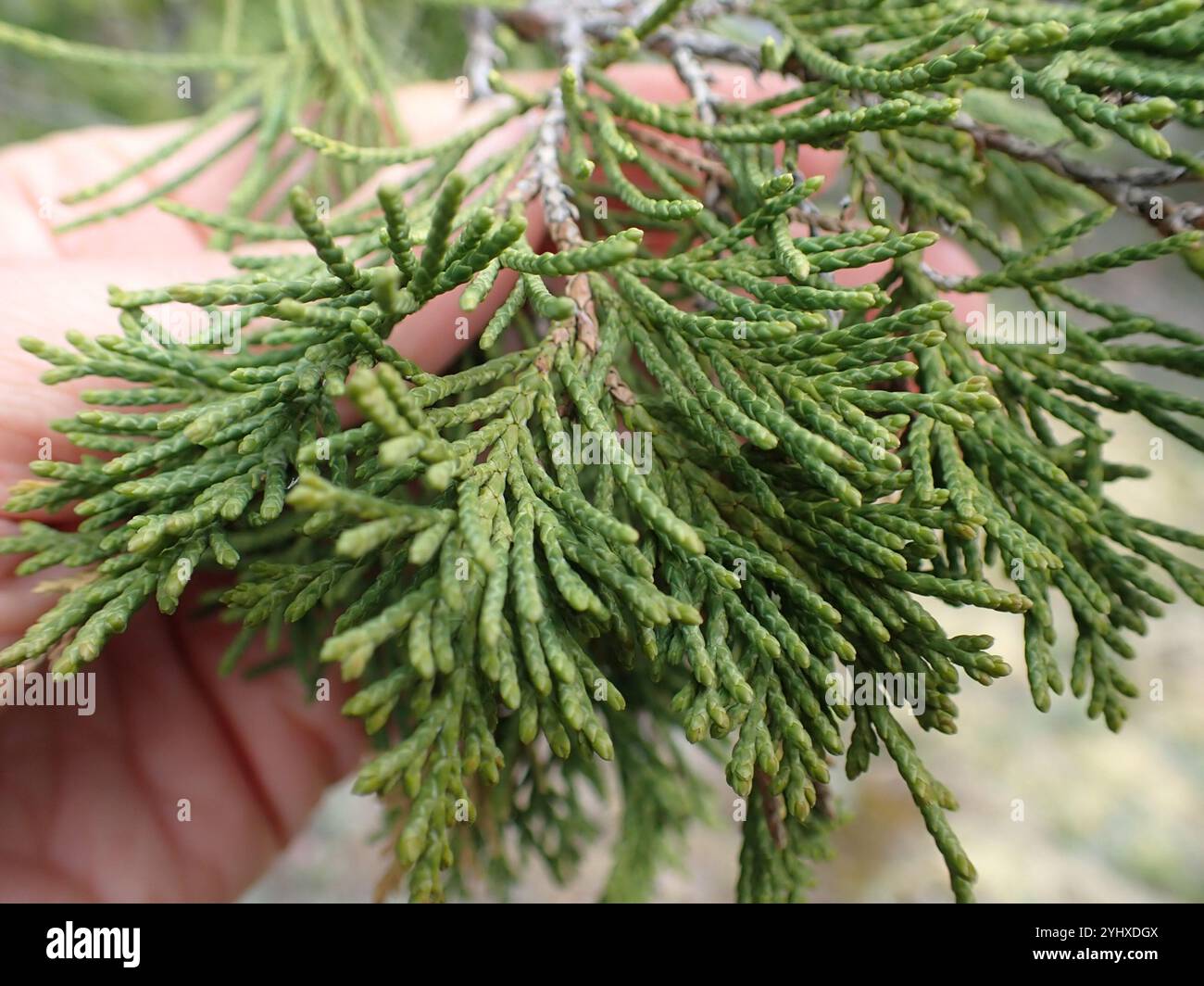 Seaside Juniper (Juniperus maritima Stock Photo - Alamy