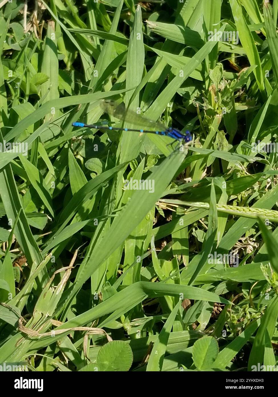 Sedula hi-res stock photography and images - Alamy
