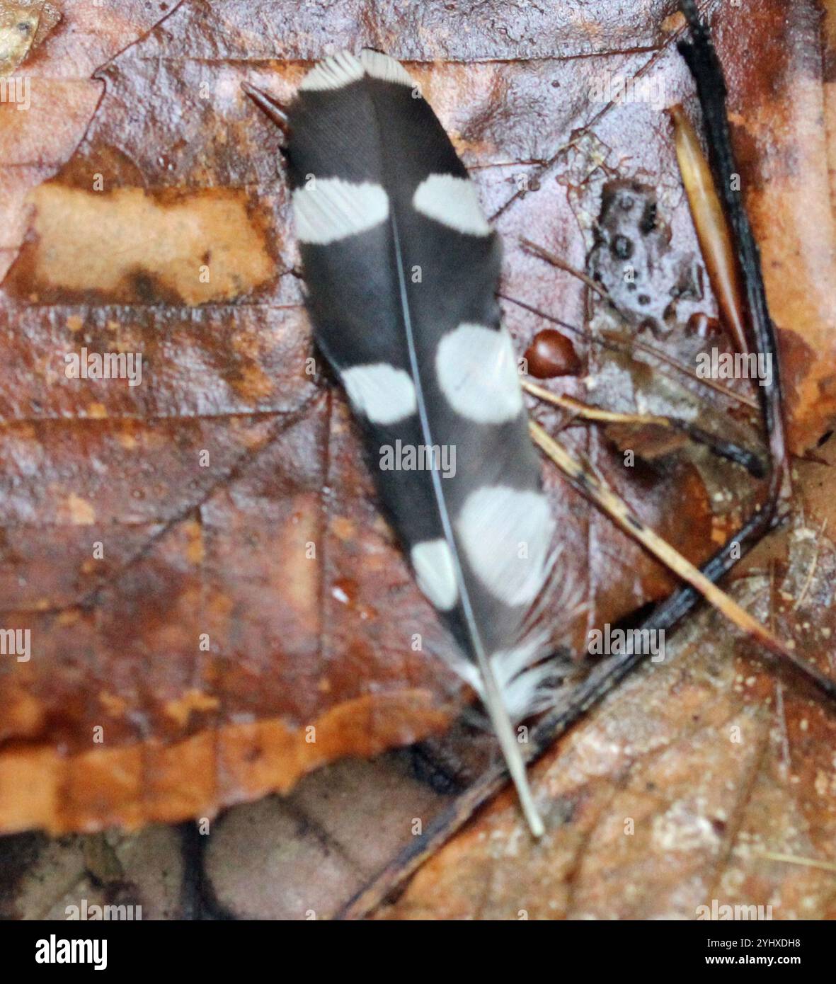 Dryobates Woodpeckers (Dryobates Stock Photo - Alamy