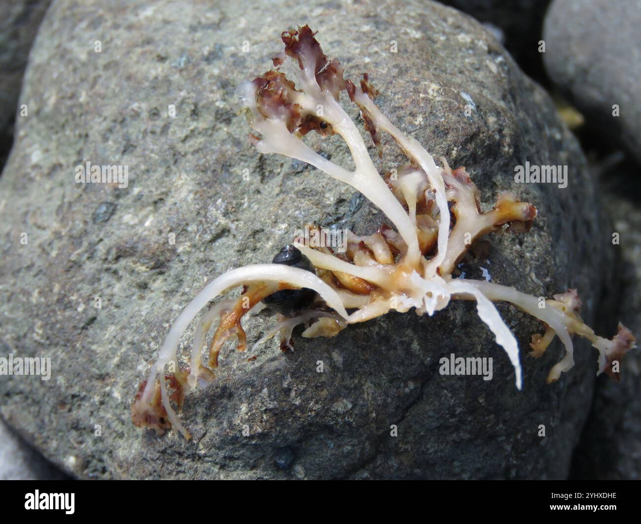 red algae (Rhodophyta Stock Photo - Alamy