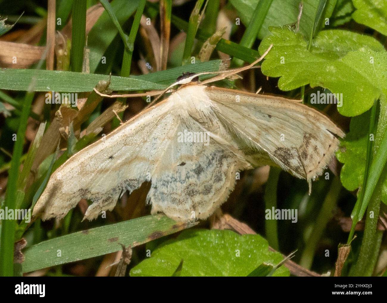 Large Lace-border Moth (Scopula limboundata Stock Photo - Alamy
