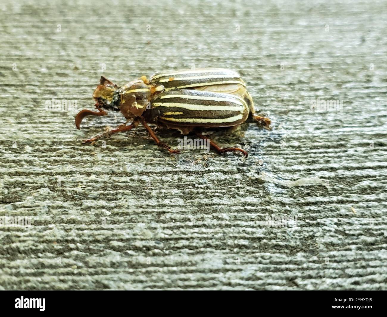 Lined June Beetles (Polyphylla Stock Photo - Alamy