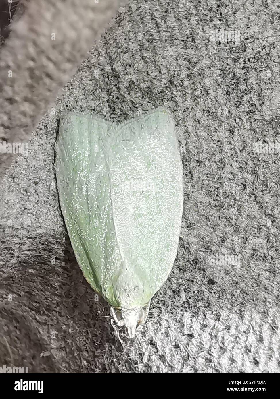 Oak tortrix tortrix viridana hi-res stock photography and images - Alamy