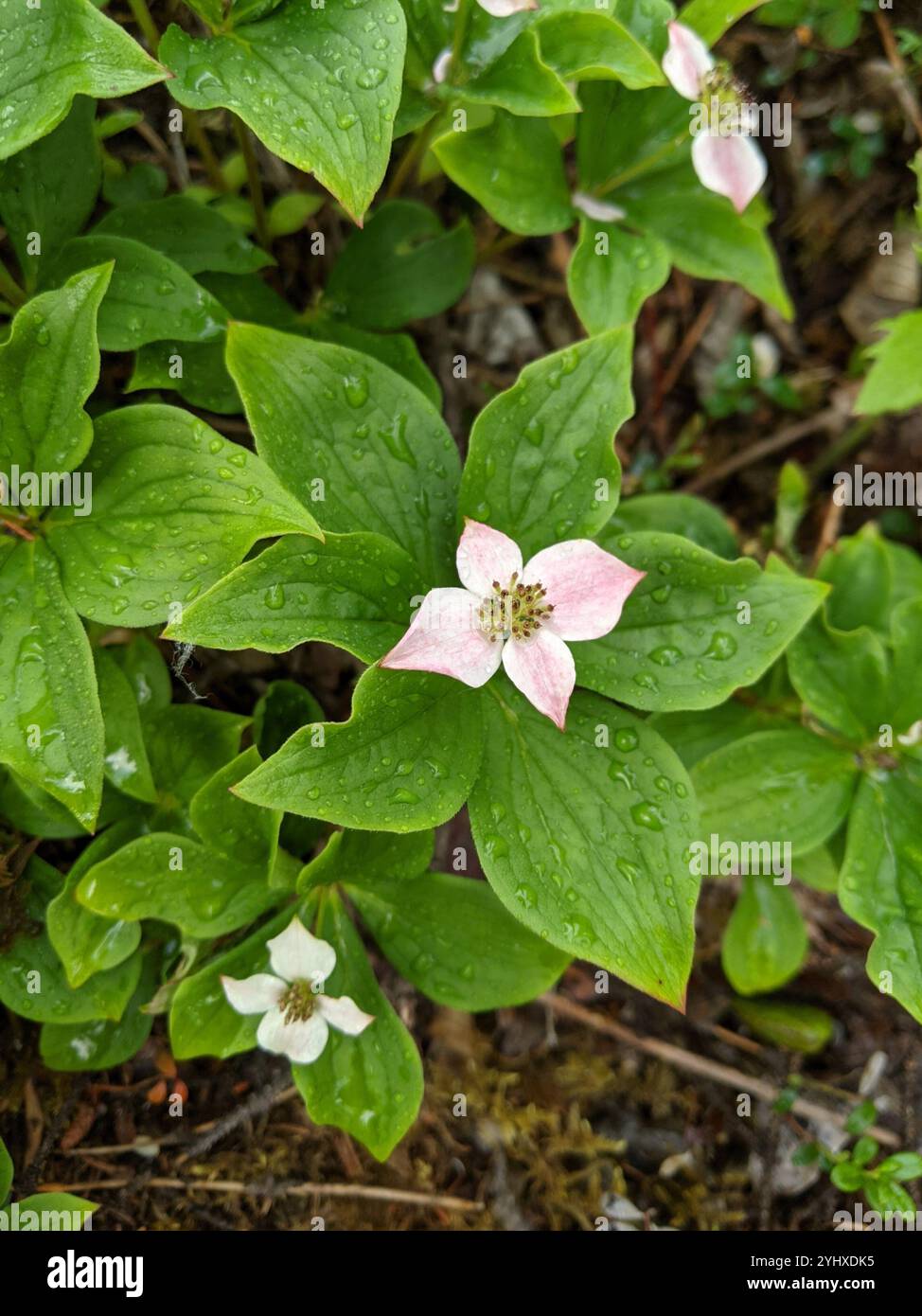 Canadian bunchberry (Cornus canadensis Stock Photo - Alamy