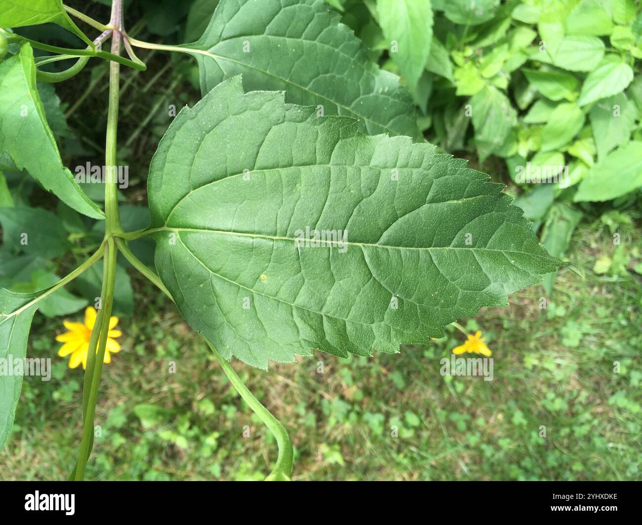 false sunflower (Heliopsis helianthoides Stock Photo - Alamy
