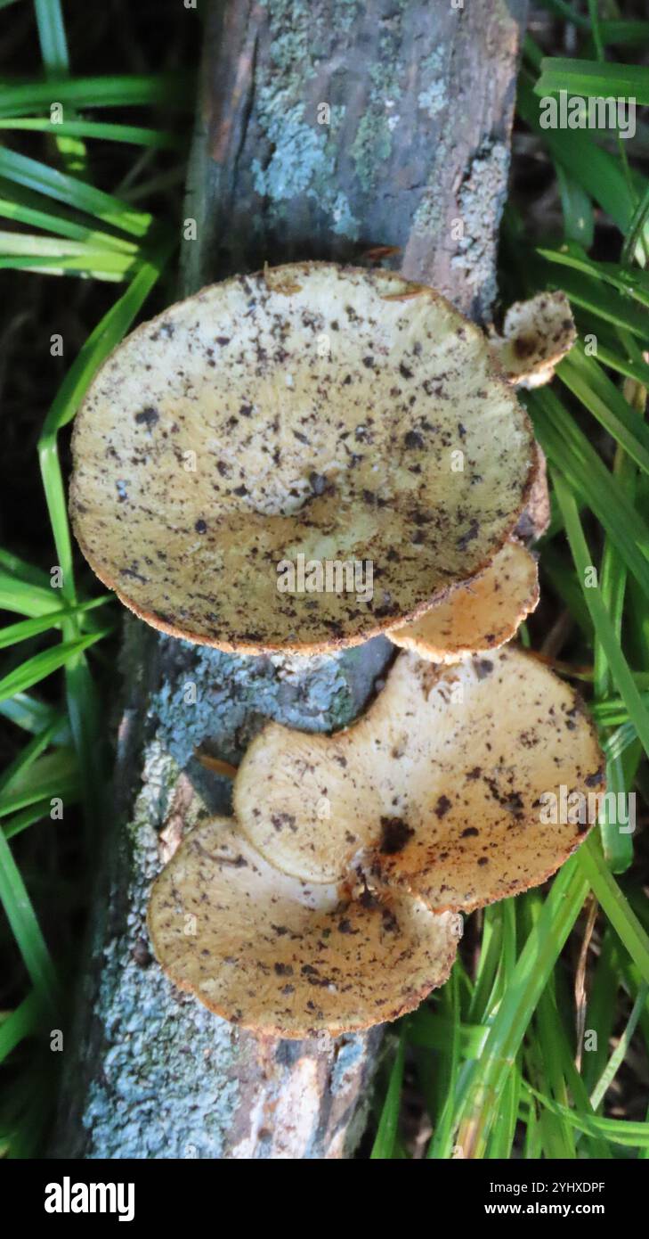 hexagonal-pored polypore (Neofavolus alveolaris Stock Photo - Alamy