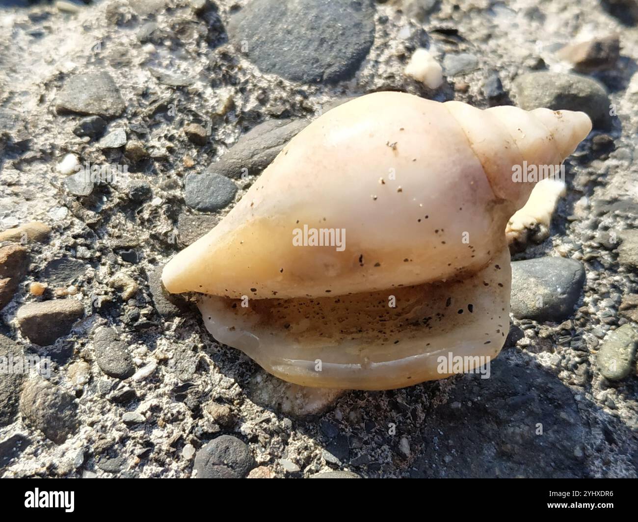 Dog Conch (Laevistrombus canarium Stock Photo - Alamy