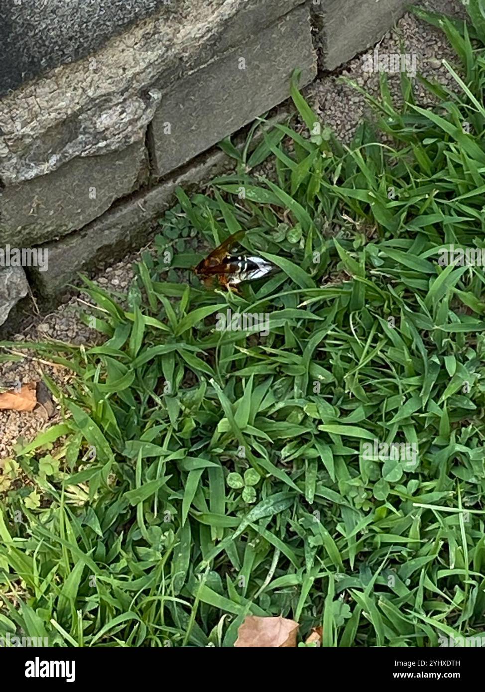 Eastern Cicada-killer Wasp (Sphecius speciosus Stock Photo - Alamy