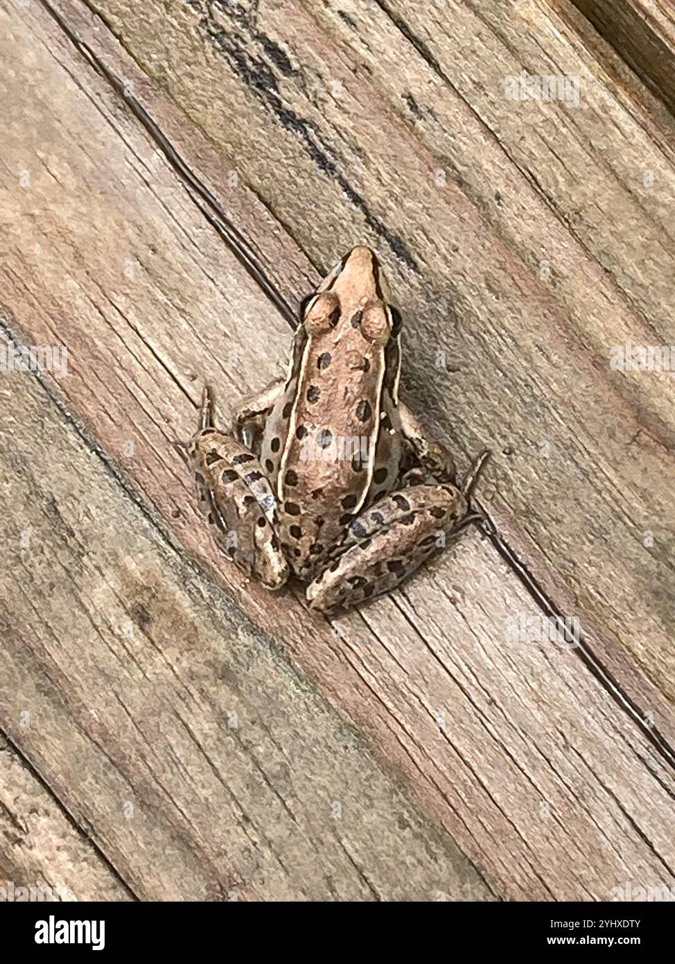 Southern Leopard Frog (Lithobates sphenocephalus Stock Photo - Alamy