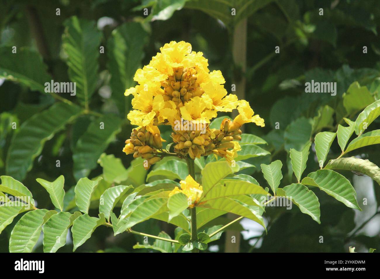 Siala hi-res stock photography and images - Alamy