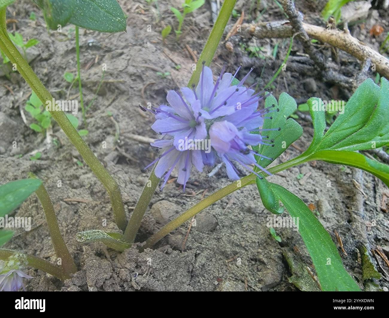 Ballhead waterleaf hi-res stock photography and images - Alamy