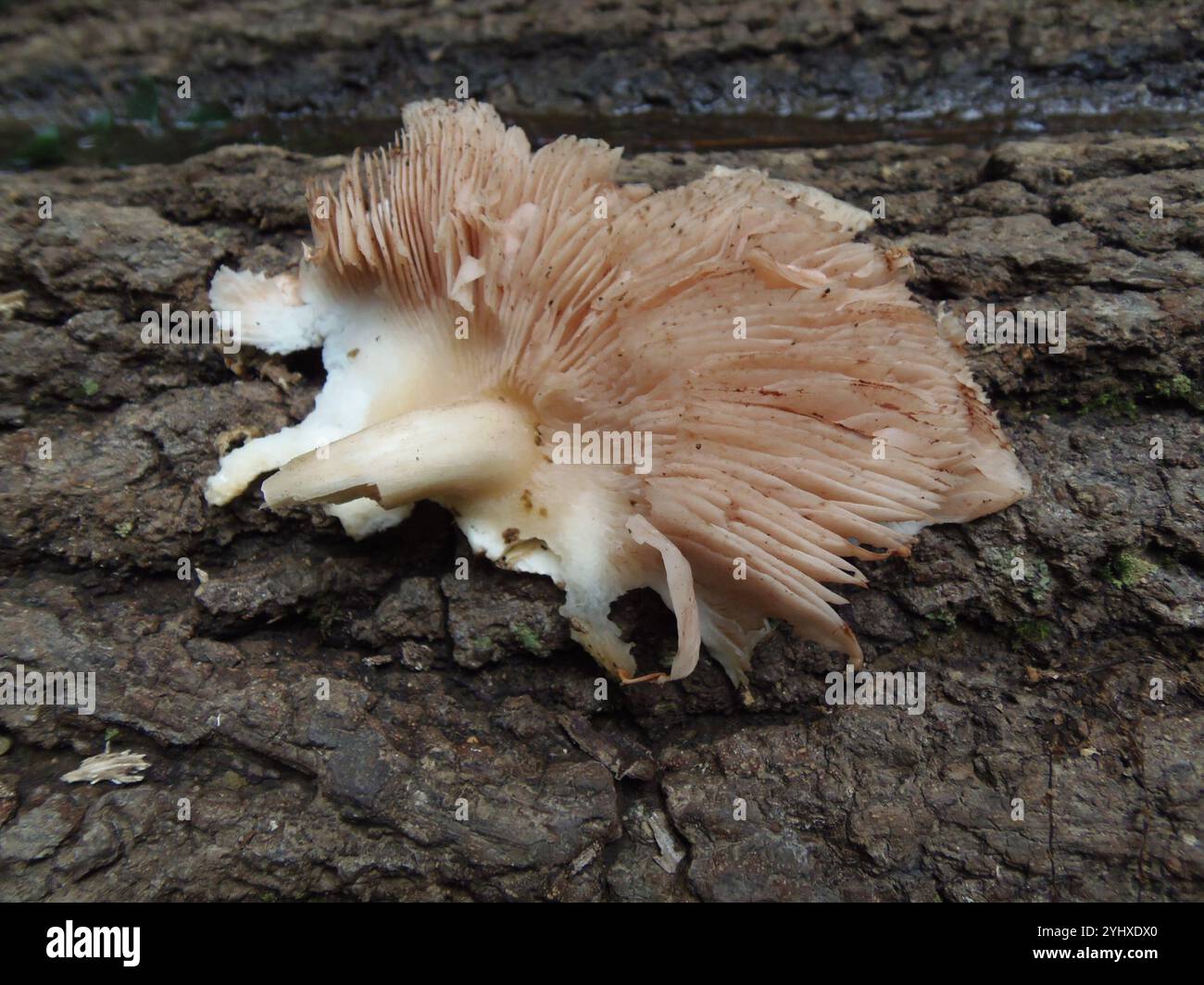 shelf fungi (Polyporales Stock Photo - Alamy