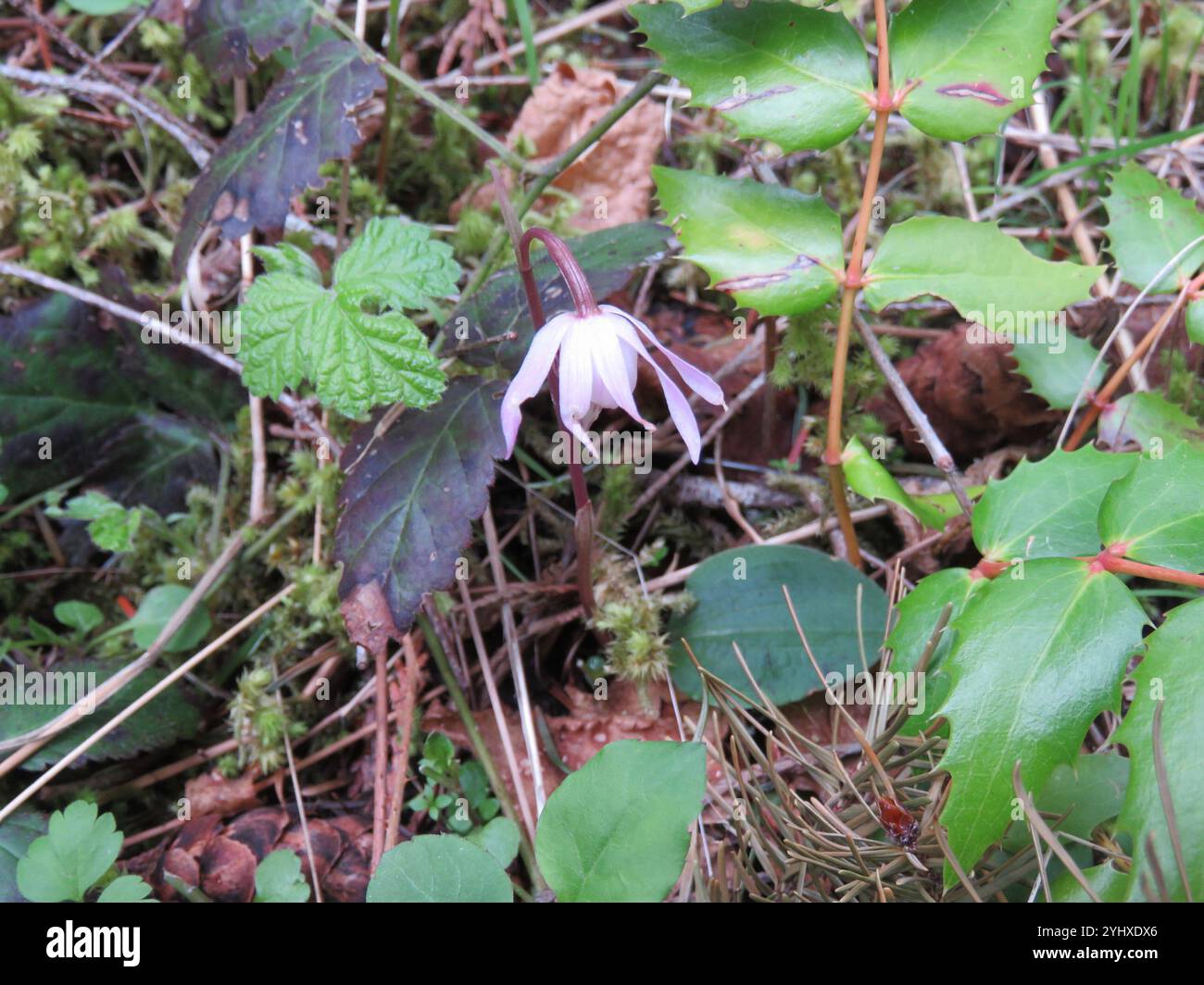 Western Fairy-slipper (Calypso bulbosa occidentalis Stock Photo - Alamy