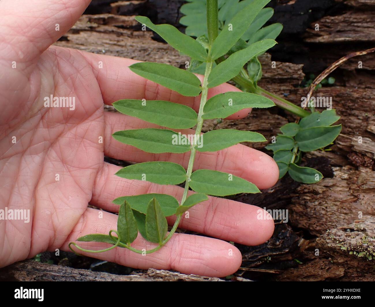 giant vetch (Vicia gigantea Stock Photo - Alamy