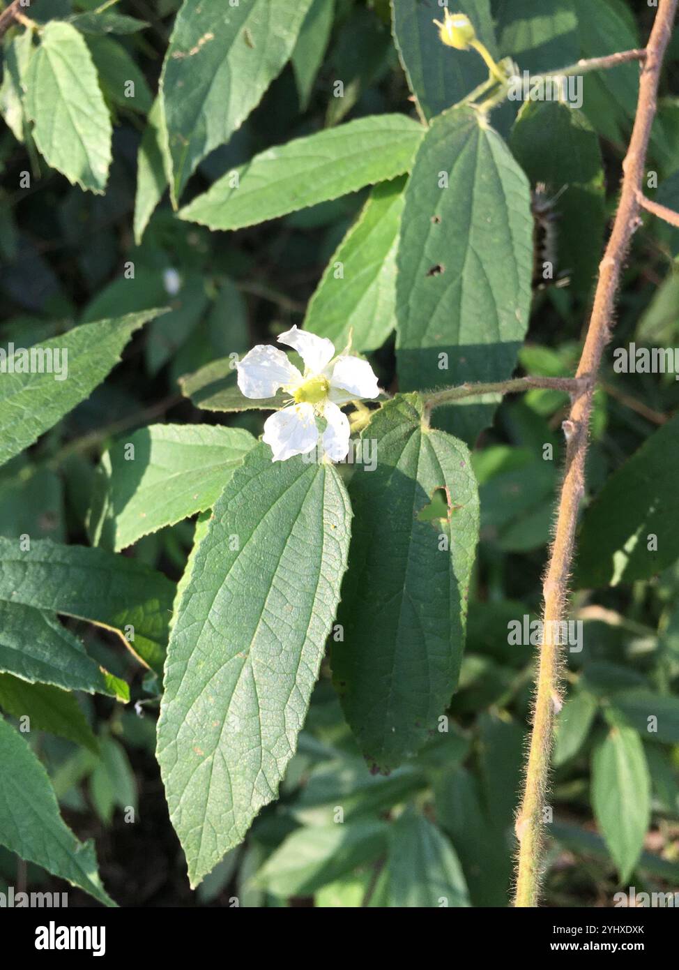 calabur tree (Muntingia calabura Stock Photo - Alamy