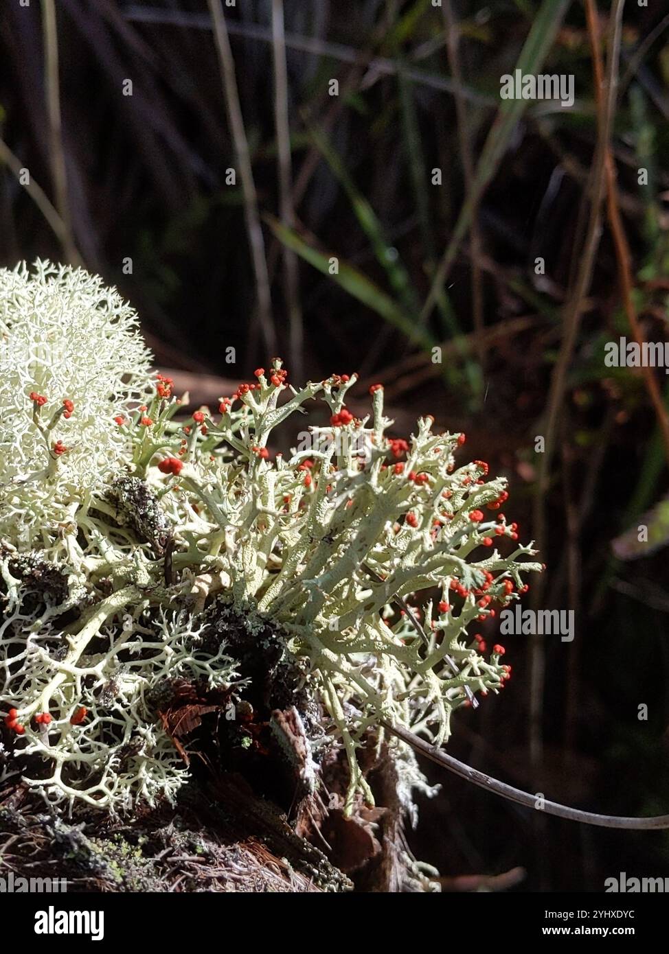 Jester Lichen (Cladonia leporina Stock Photo - Alamy