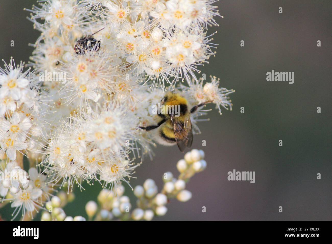 White-tailed Bumble Bee (Bombus lucorum Stock Photo - Alamy