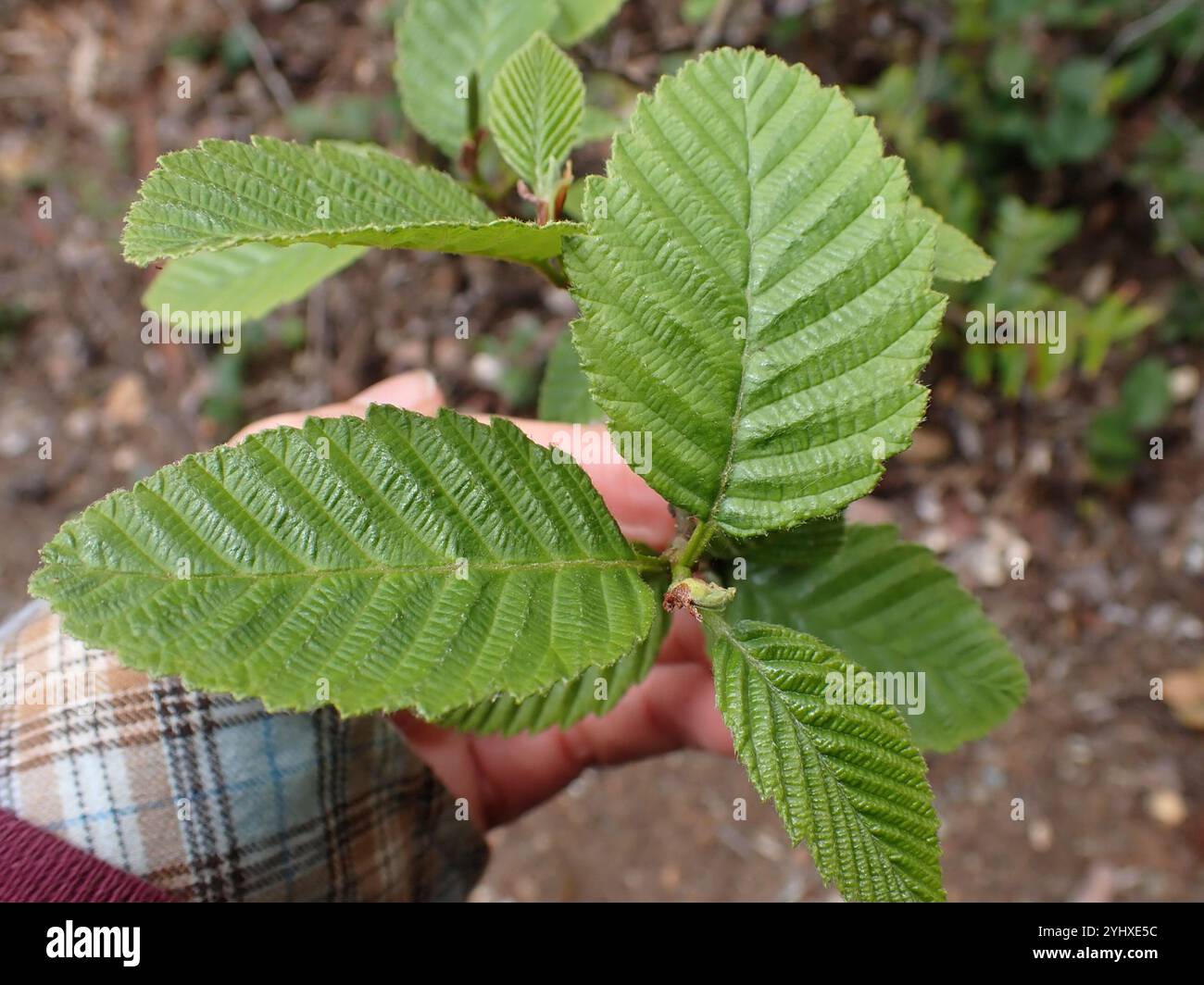 Red Alder (Alnus rubra Stock Photo - Alamy