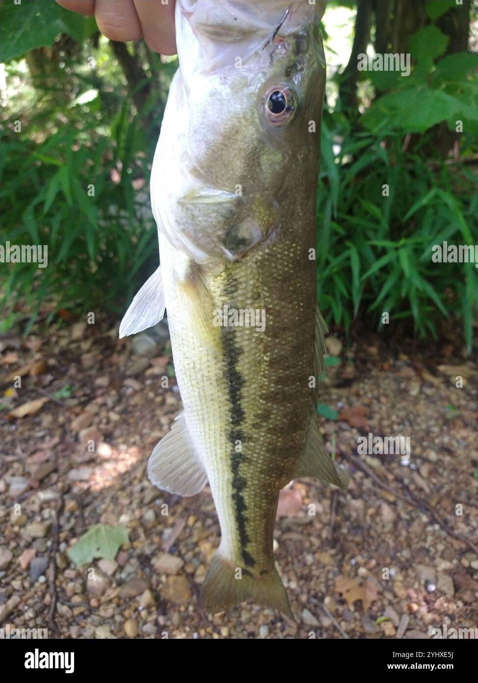 Alabama Bass (Micropterus henshalli Stock Photo - Alamy