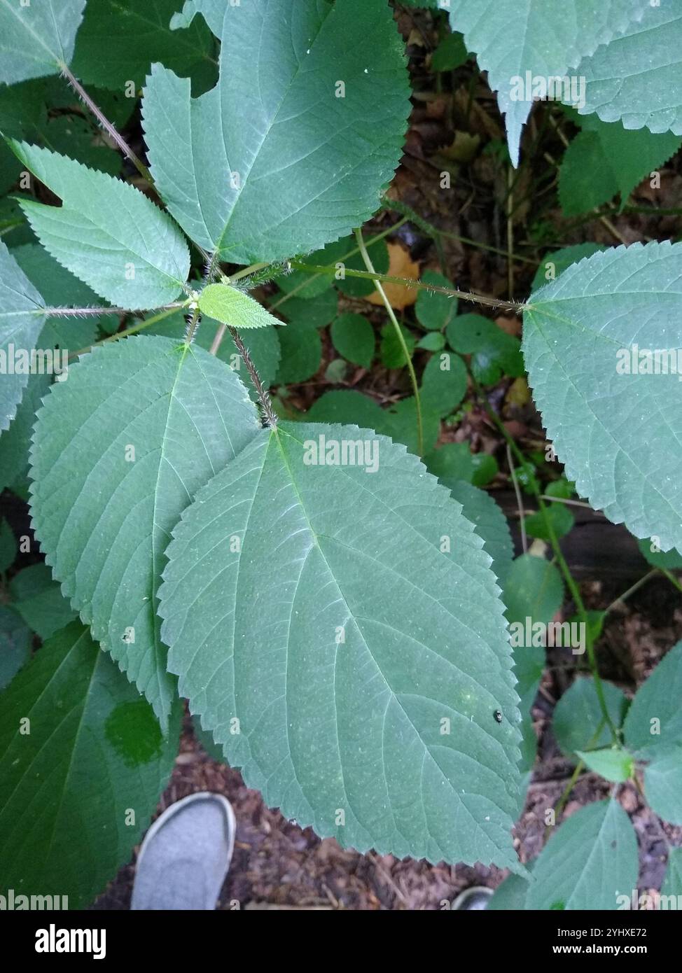 wood nettle (Laportea canadensis Stock Photo - Alamy
