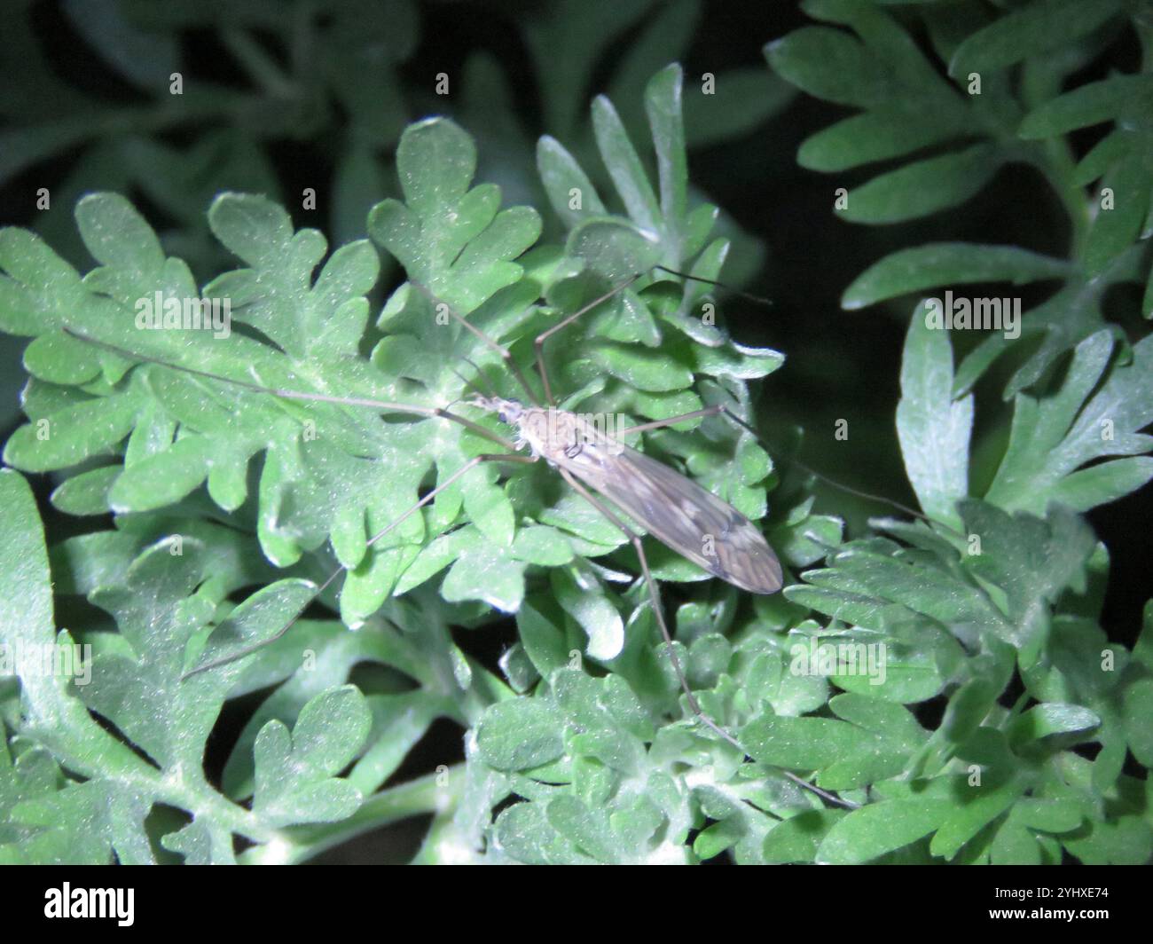 Typical Crane Flies (Tipuloidea Stock Photo - Alamy