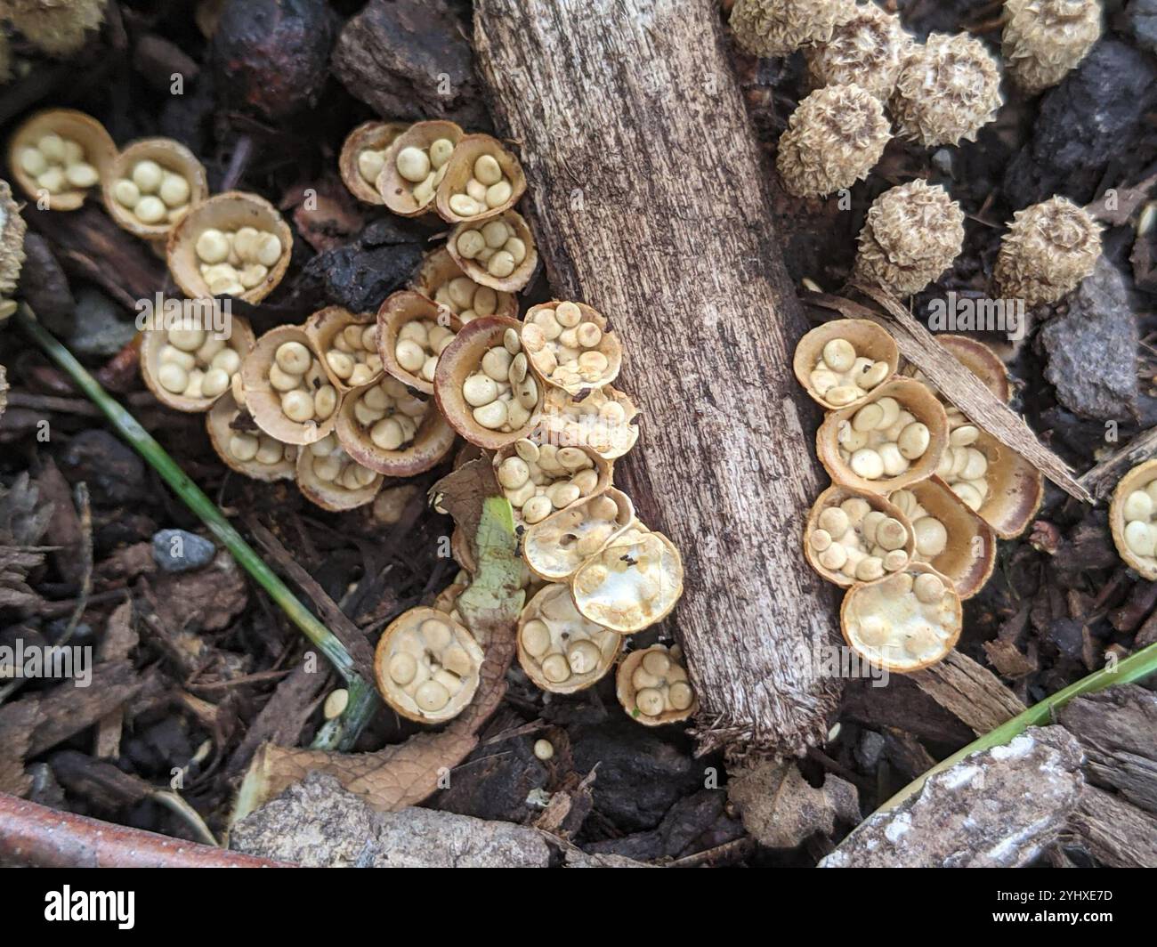 common bird's nest fungus (Crucibulum laeve Stock Photo - Alamy