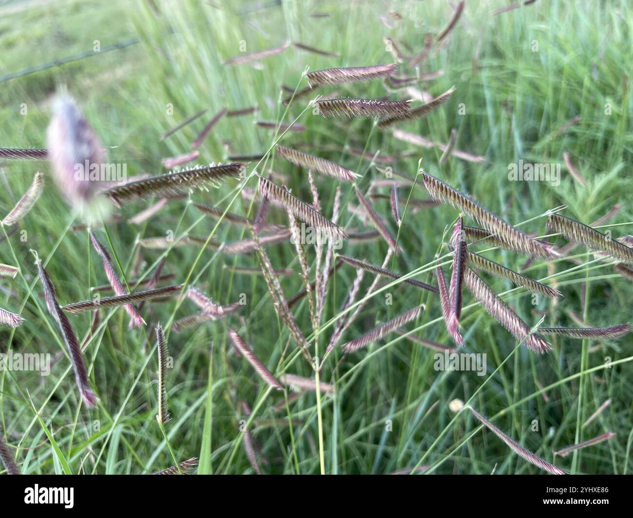 Blue Grama (Bouteloua gracilis Stock Photo - Alamy