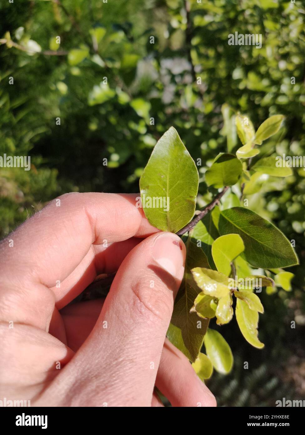 Kohuhu pittosporum tenuifolium hi-res stock photography and images - Alamy