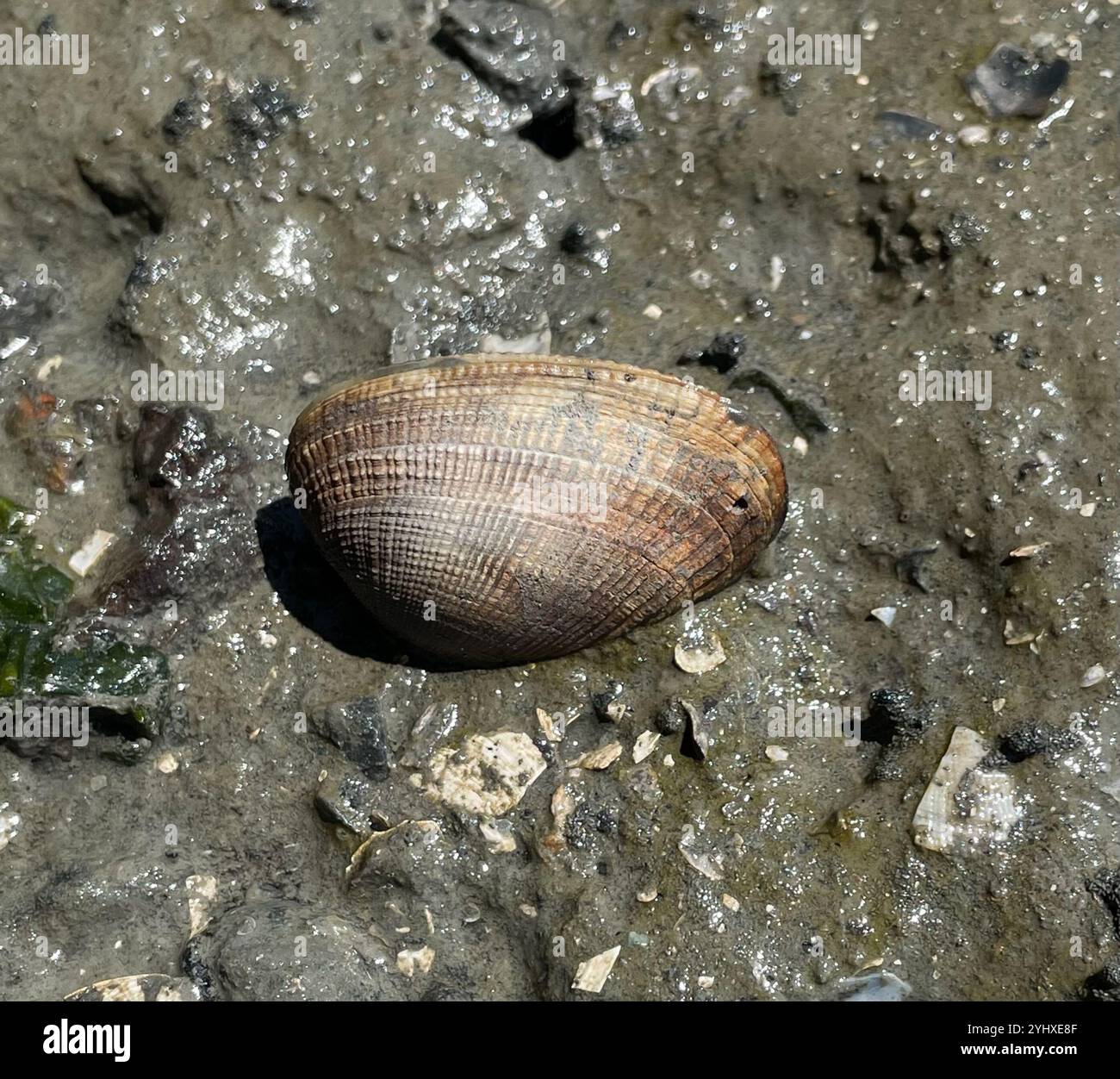 Japanese Littleneck (Ruditapes philippinarum Stock Photo - Alamy