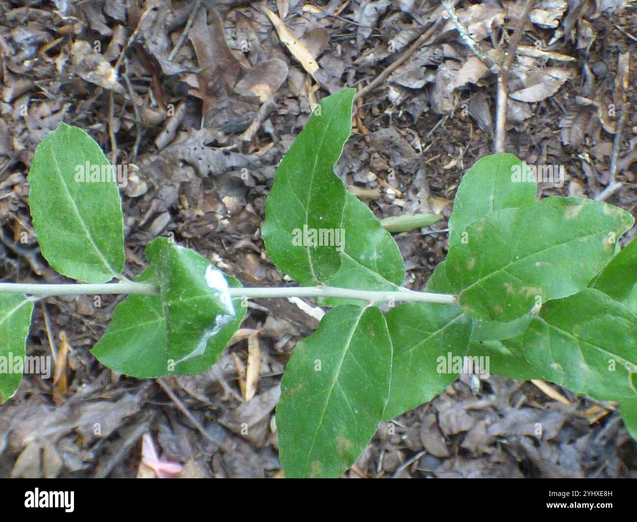 autumn olive (Elaeagnus umbellata Stock Photo - Alamy