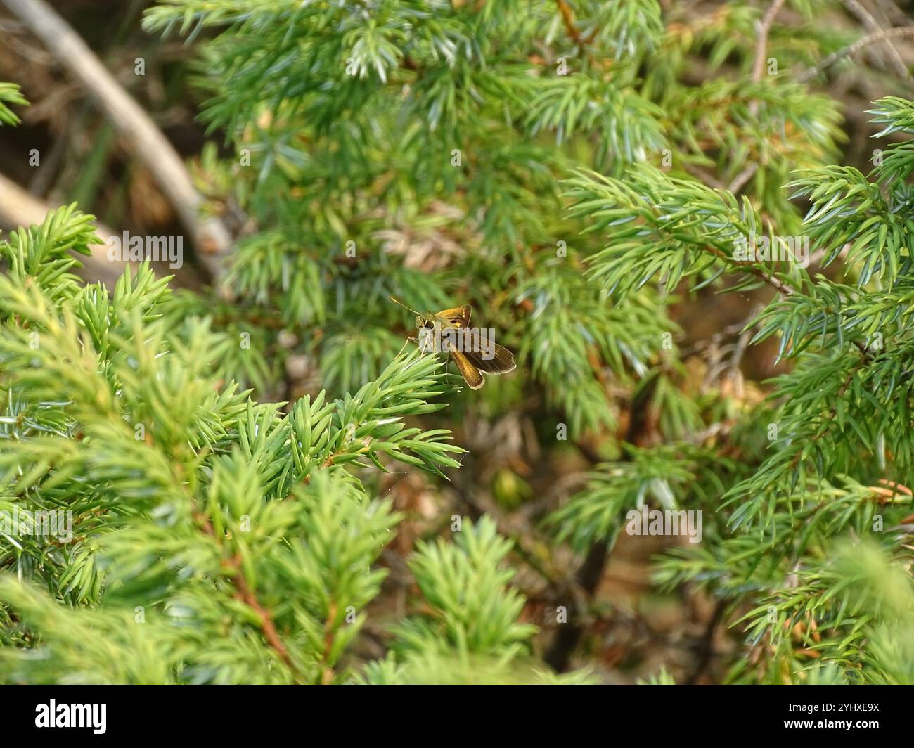Polites egeremet hi-res stock photography and images - Alamy