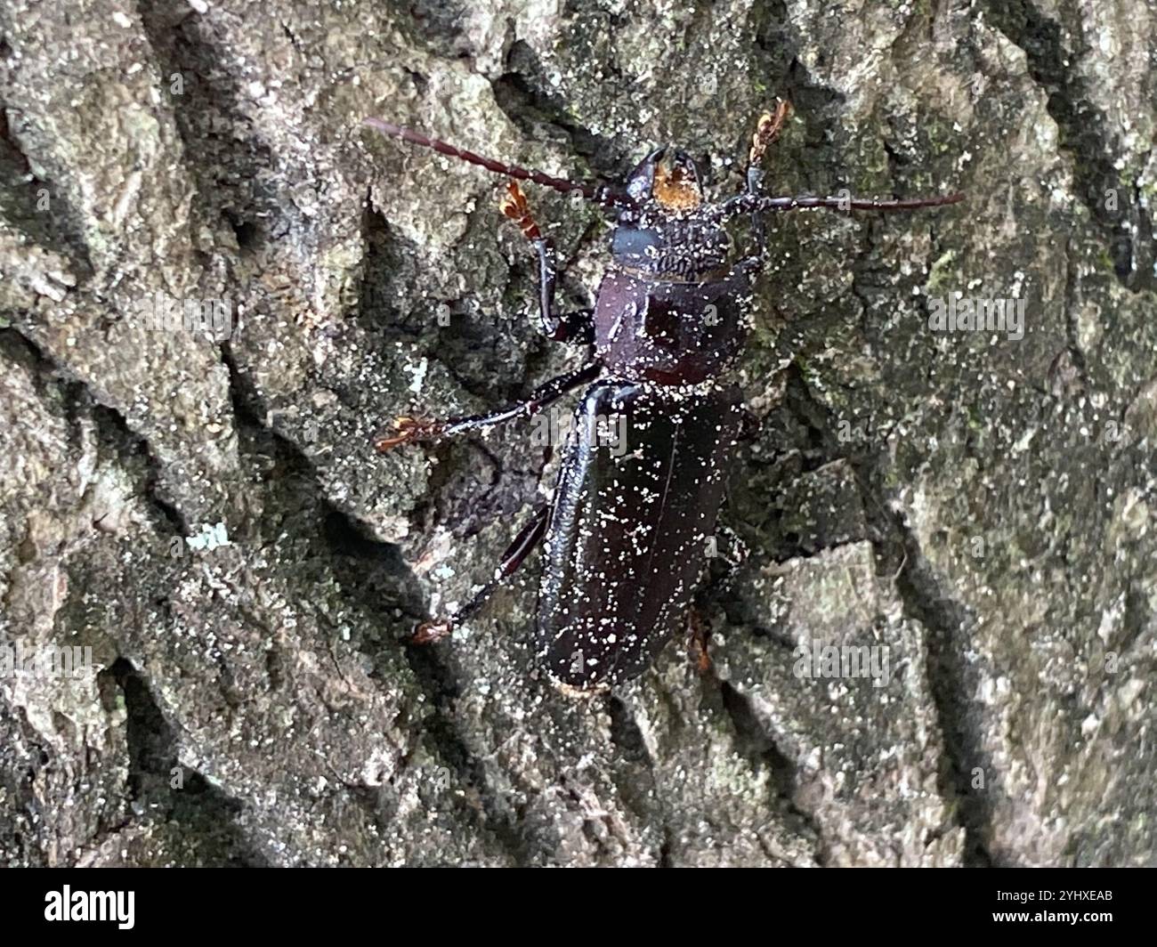 Hardwood Stump Borer (Mallodon dasystomus Stock Photo - Alamy